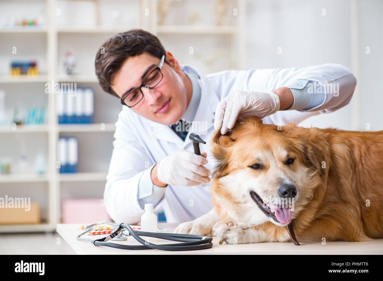 Doctor examining golden retriever dog in vet clinic Stock Photo - Alamy