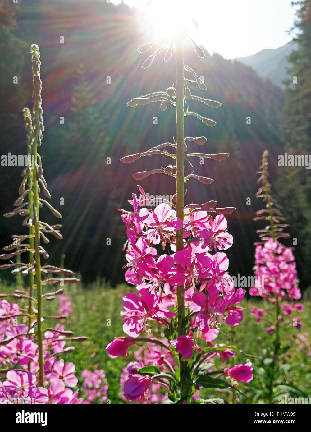 Bright summer flowers on the background of the forest and sun rays ...