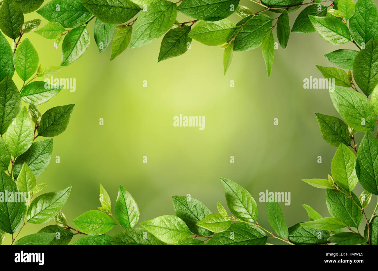 Twigs with fresh green leaves in a frame on soft background Stock Photo ...