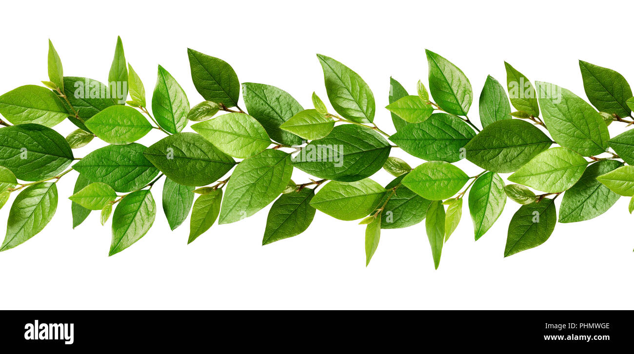 Seamless line pattern with fresh green leaves isolated on white Stock ...