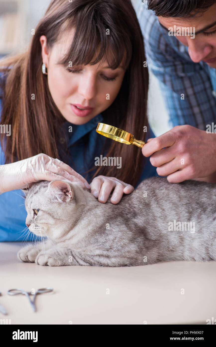 Cat being examining in vet clinic Stock Photo - Alamy