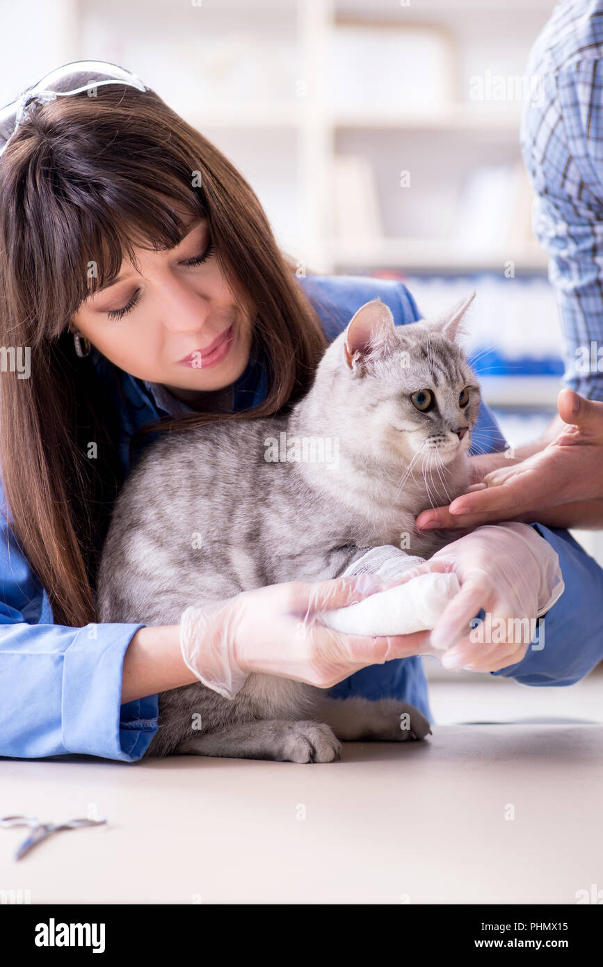 Cat being examining in vet clinic Stock Photo - Alamy