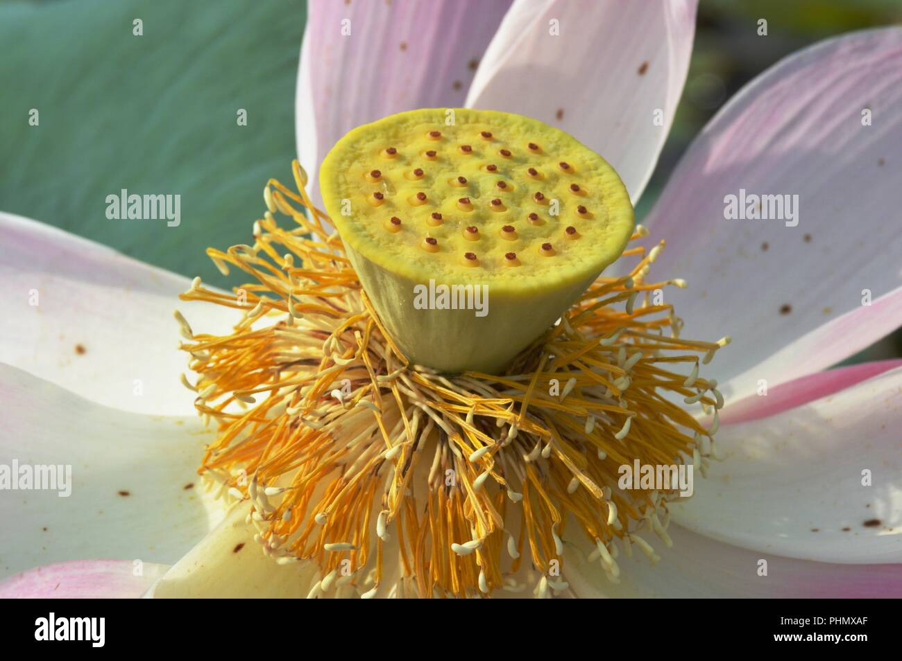 Lotus close up hi-res stock photography and images - Alamy