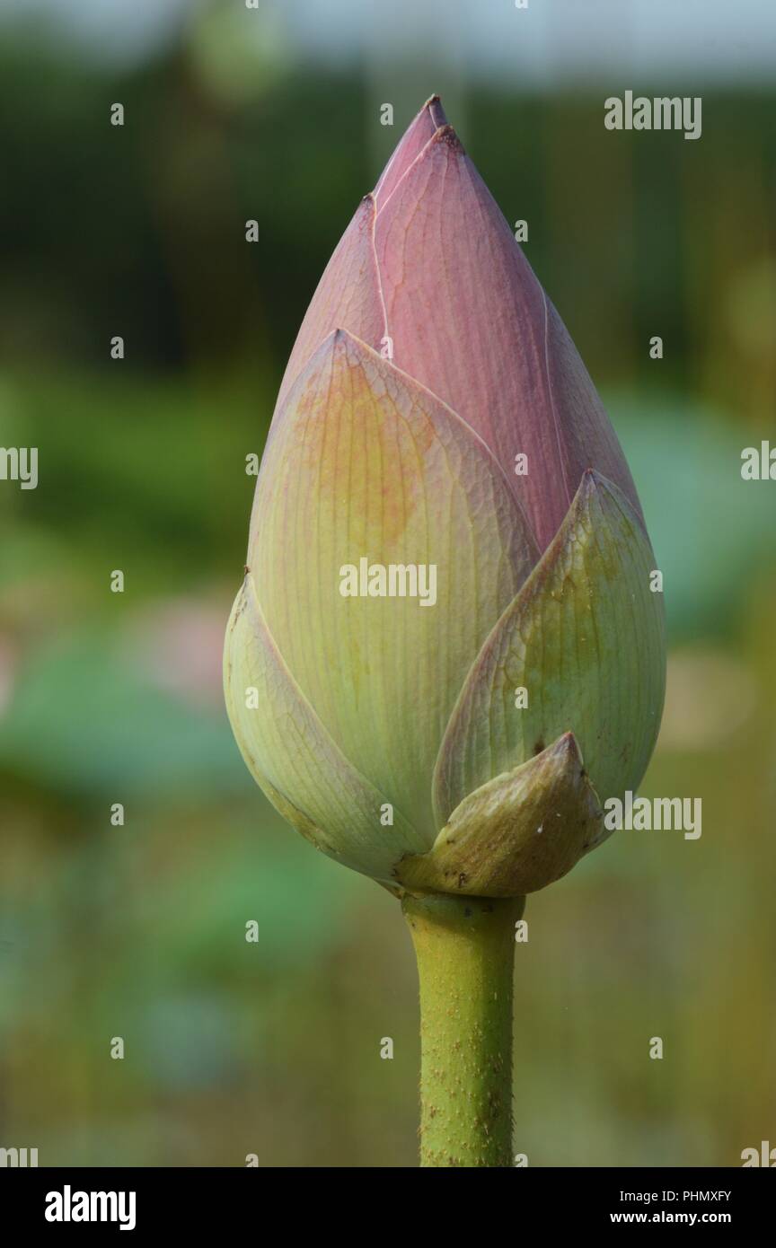 Lotus Flower (Nelumbonaceae Stock Photo - Alamy