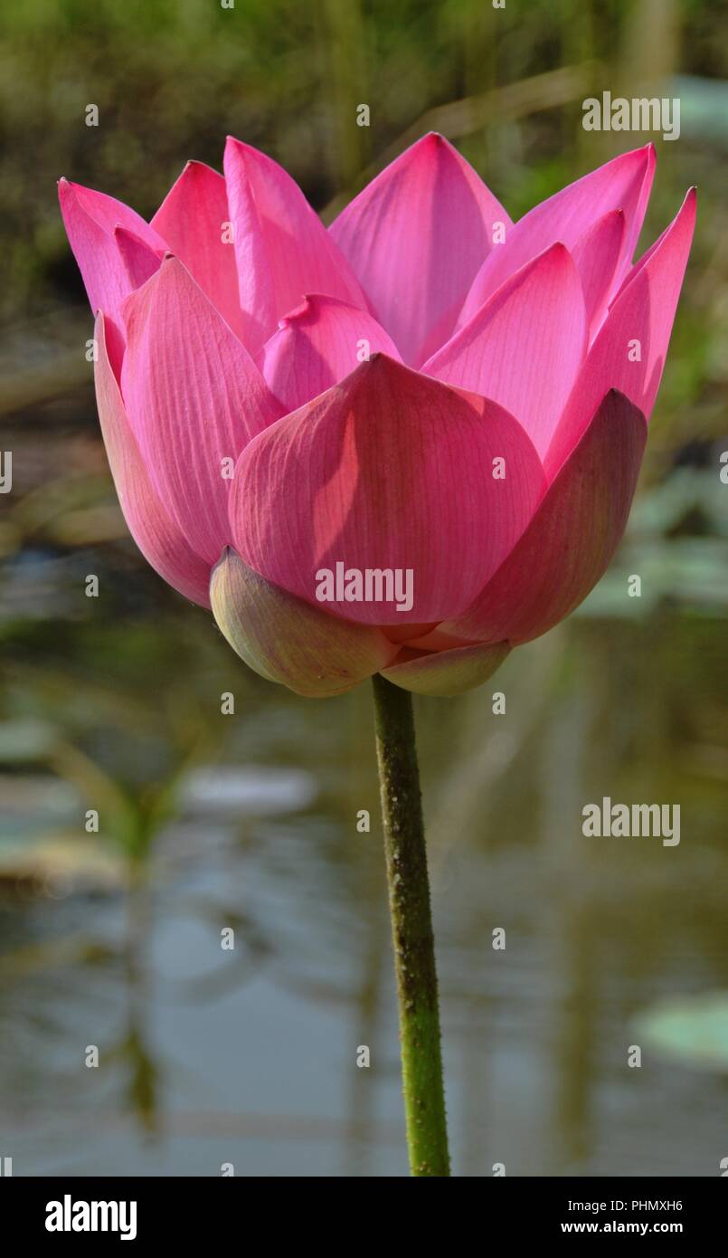 a pink lotus flower with bud Stock Photo - Alamy
