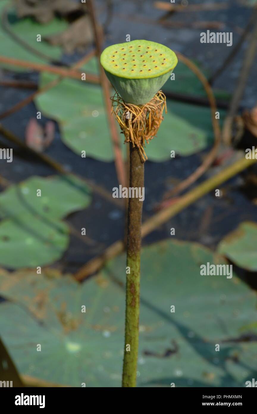 a lotus flower bud Stock Photo - Alamy