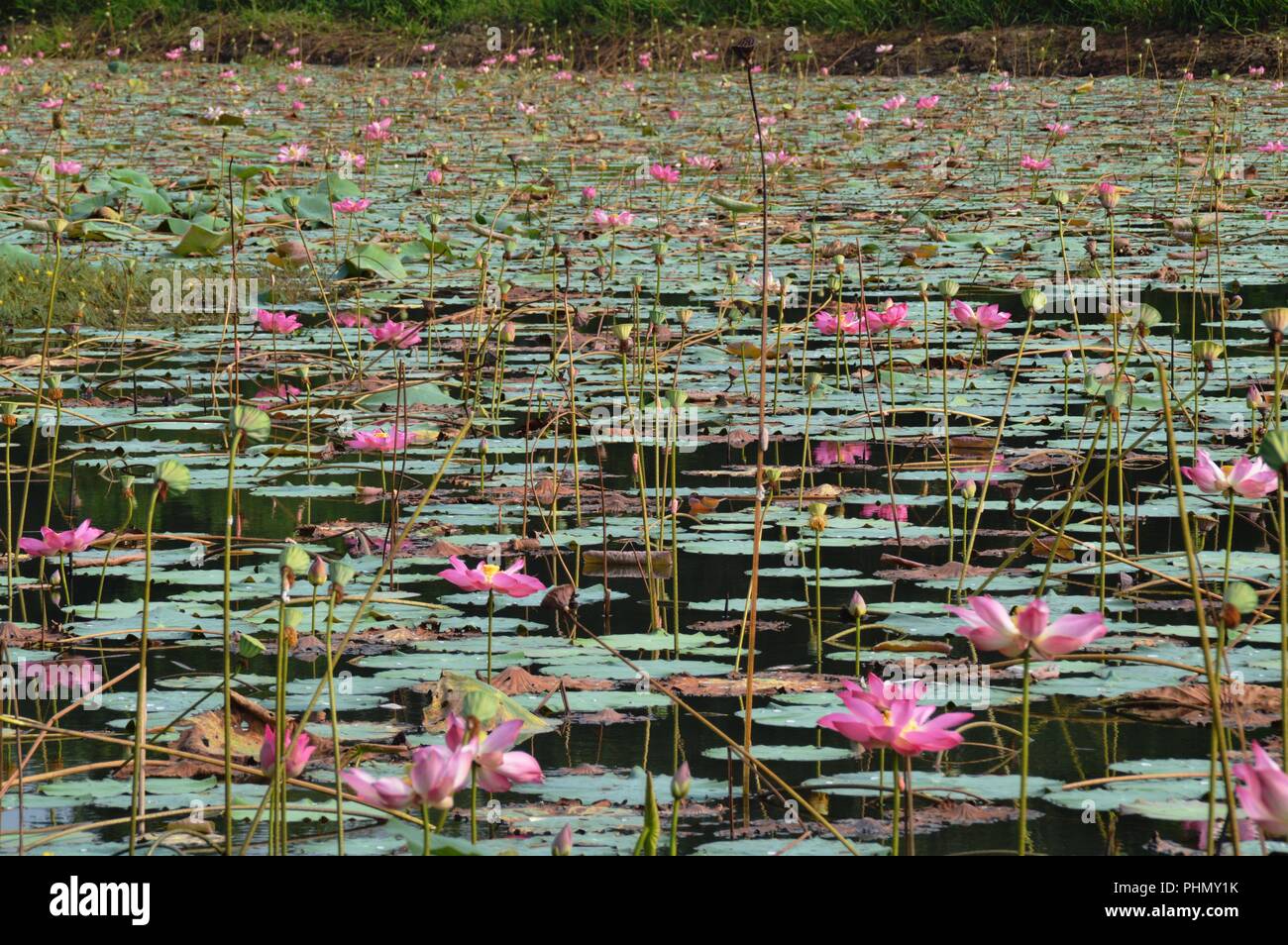 Lotus grow hi-res stock photography and images - Alamy