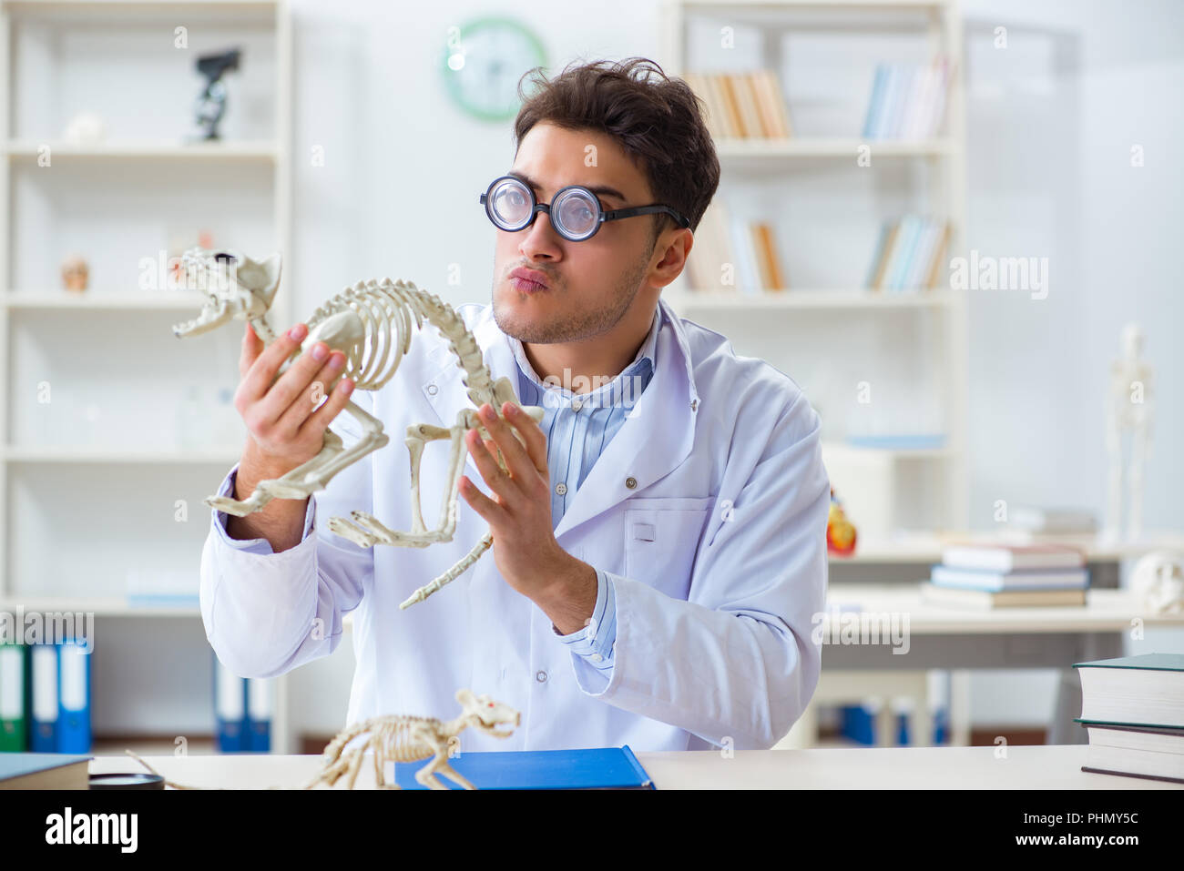 Funny crazy student doctor studying animal skeleton Stock Photo - Alamy