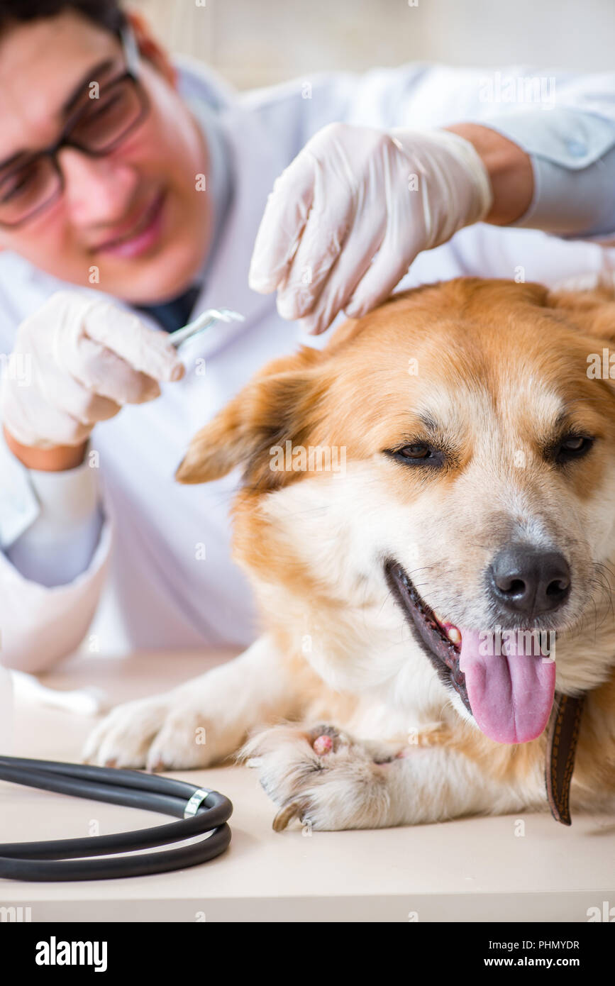 Doctor examining golden retriever dog in vet clinic Stock Photo - Alamy