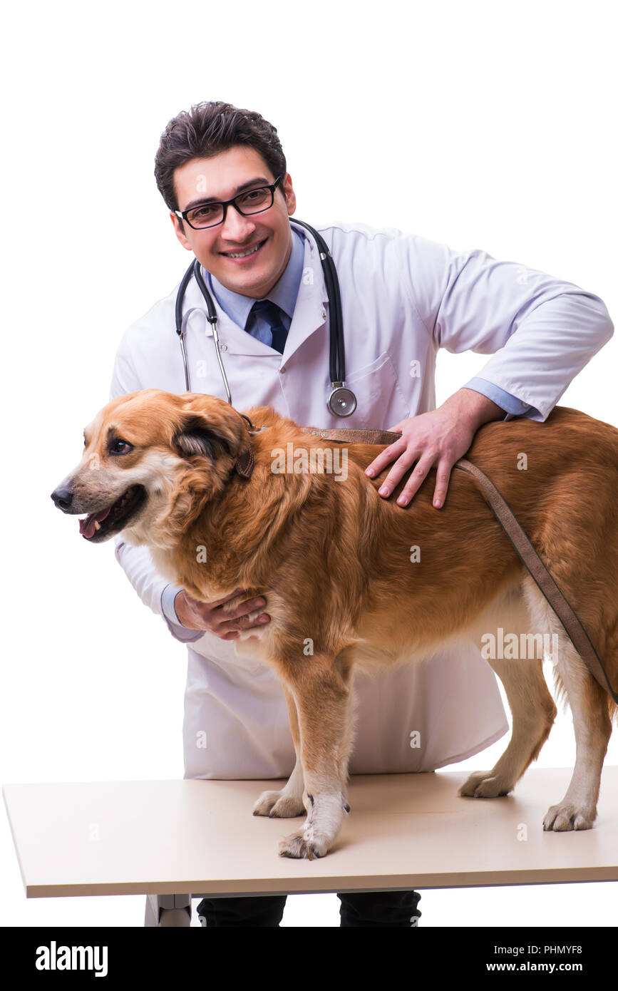 Vet doctor examining golden retriever dog isolated on white Stock Photo ...