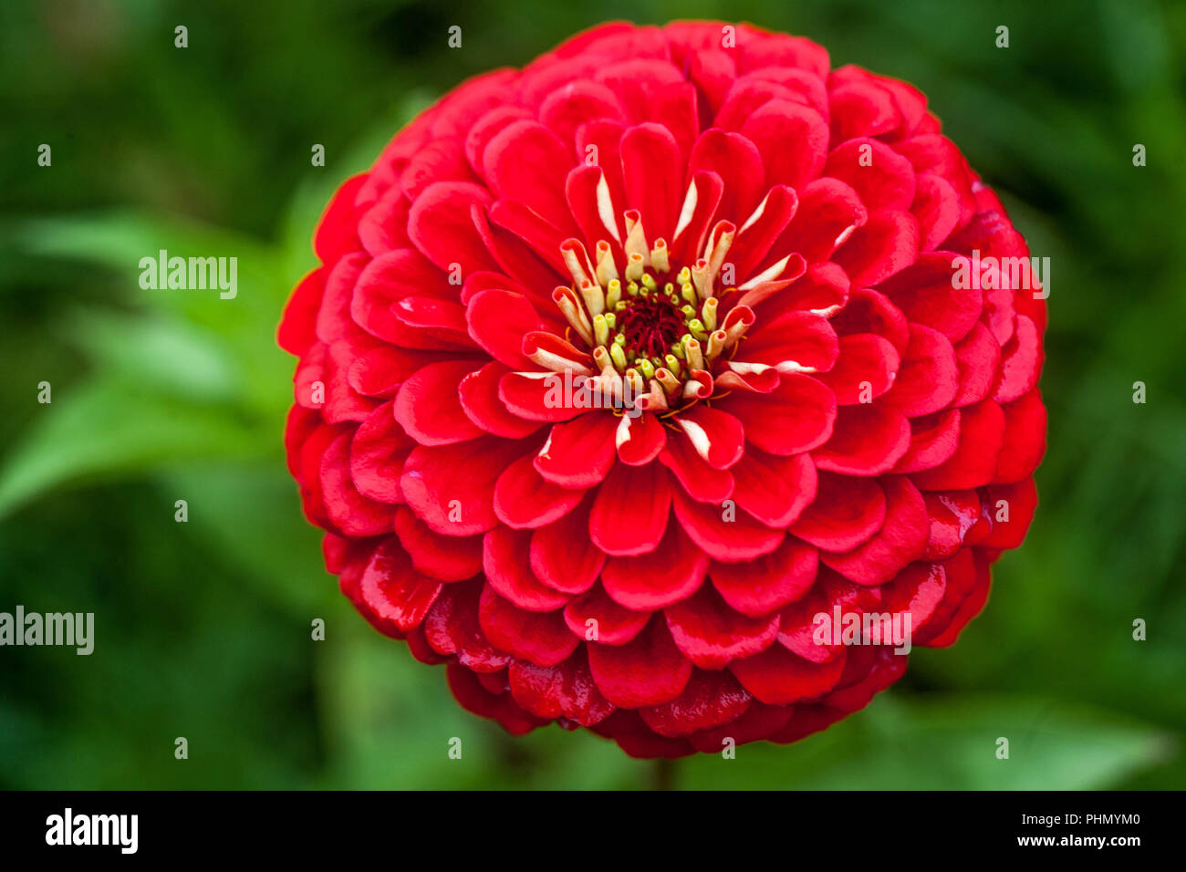 Red Zinnia elegans 'Benary's Giant Scarlet' close up Stock Photo - Alamy