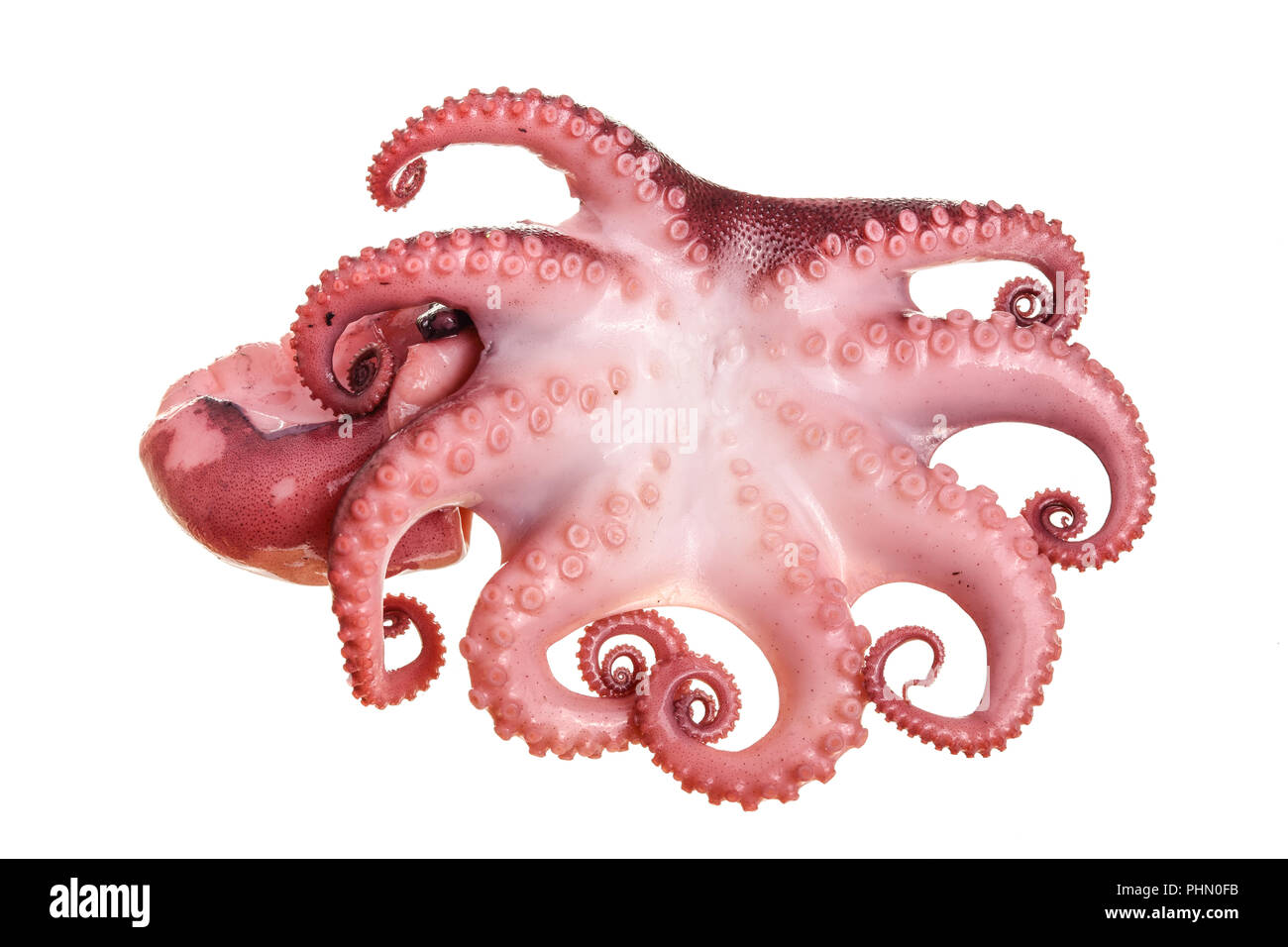 Small octopus isolated on white background. Close up Stock Photo - Alamy