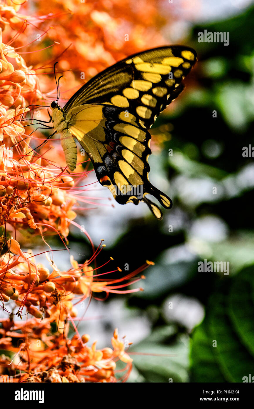 Giant Swallowtail in Brilliant Color Stock Photo - Alamy