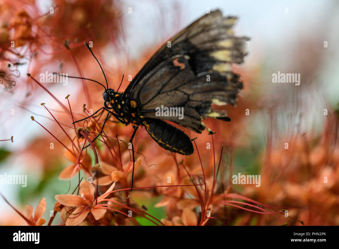 Gold Rimmed Swallowtail in Fall Colors Stock Photo - Alamy