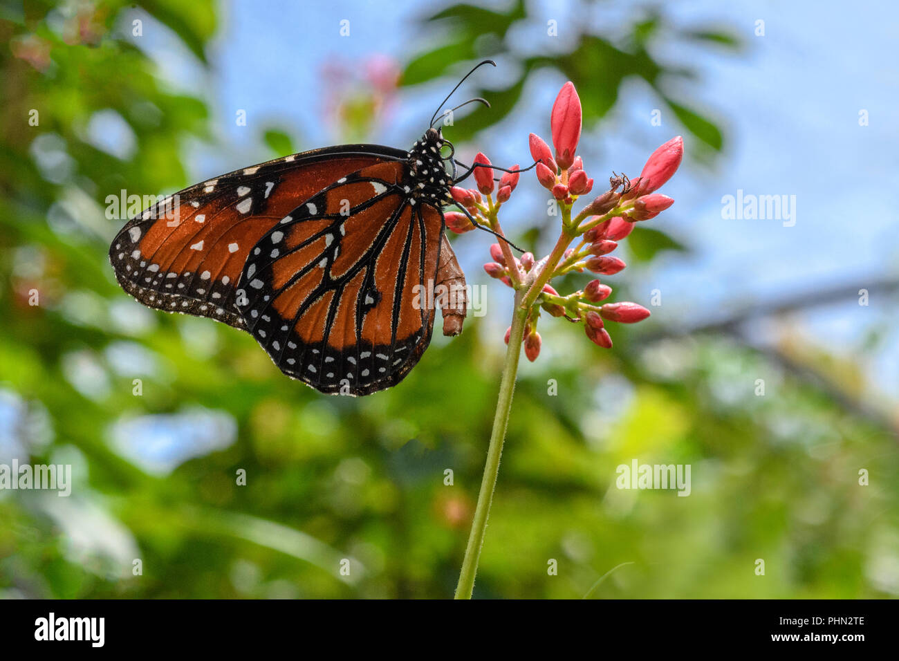 Monarch Butterfly in Perfect profile Stock Photo - Alamy