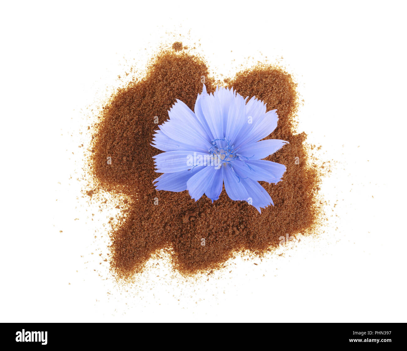 chicory flower and powder of instant chicory isolated on a white ...