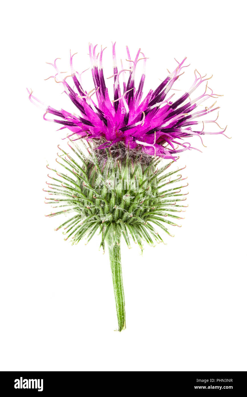 Burdock flower isolated on white background. Medicinal plant: Arctium ...