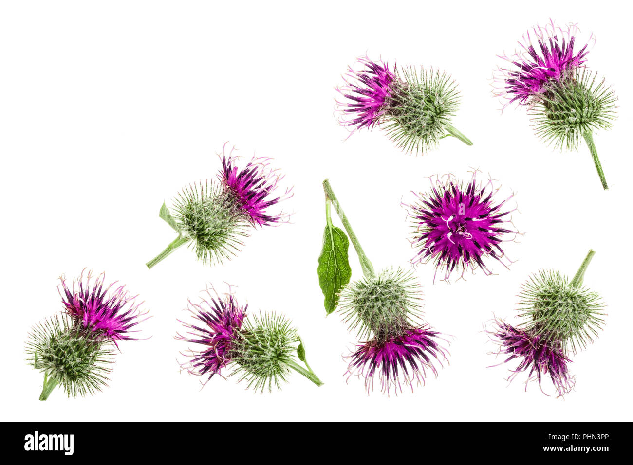 Burdock flower isolated on white background with copy space for your ...