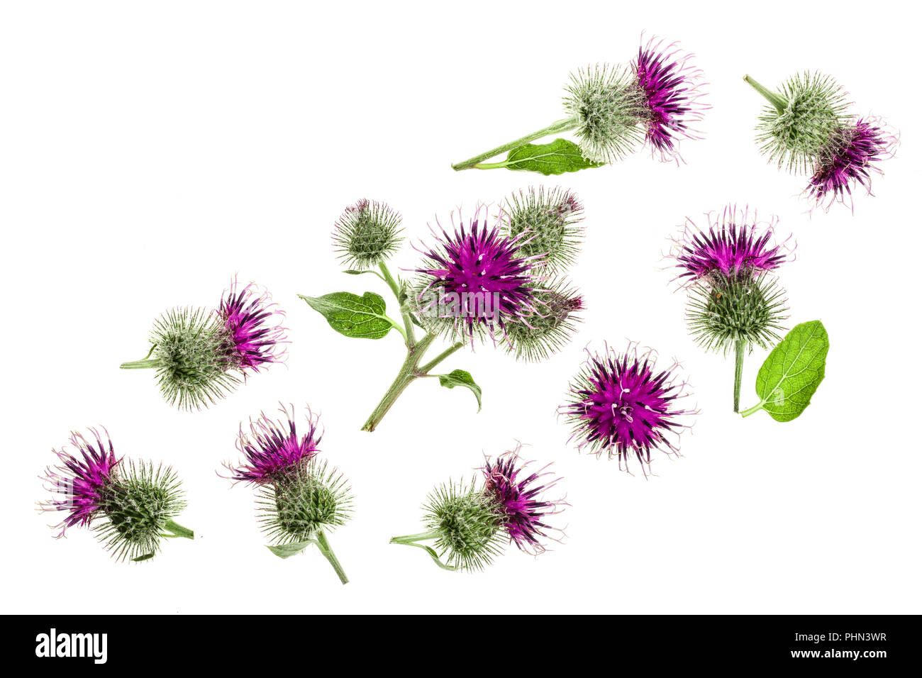 Burdock flower isolated on white background with copy space for your ...
