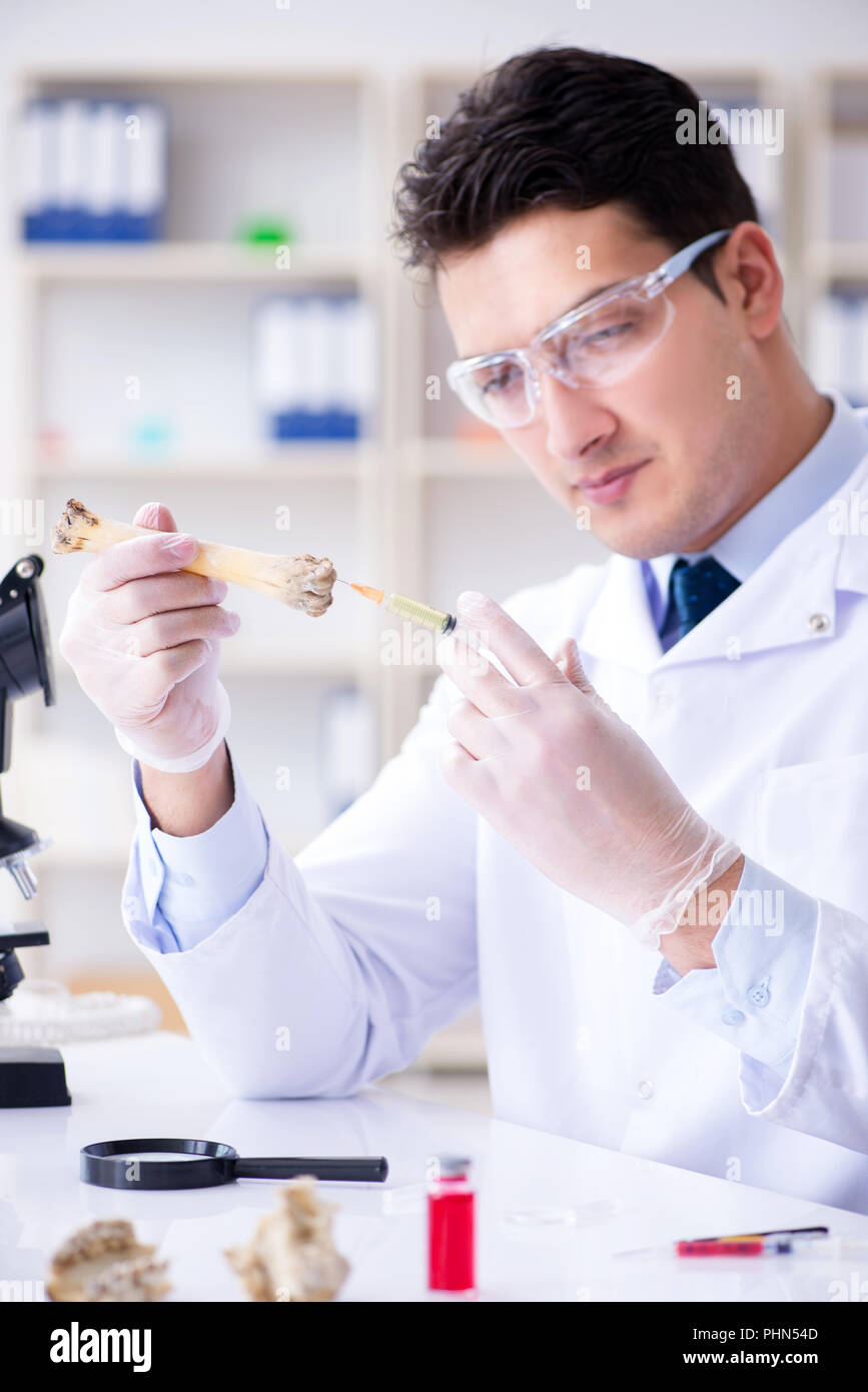 Paleontologist looking at extinct animal bone Stock Photo - Alamy