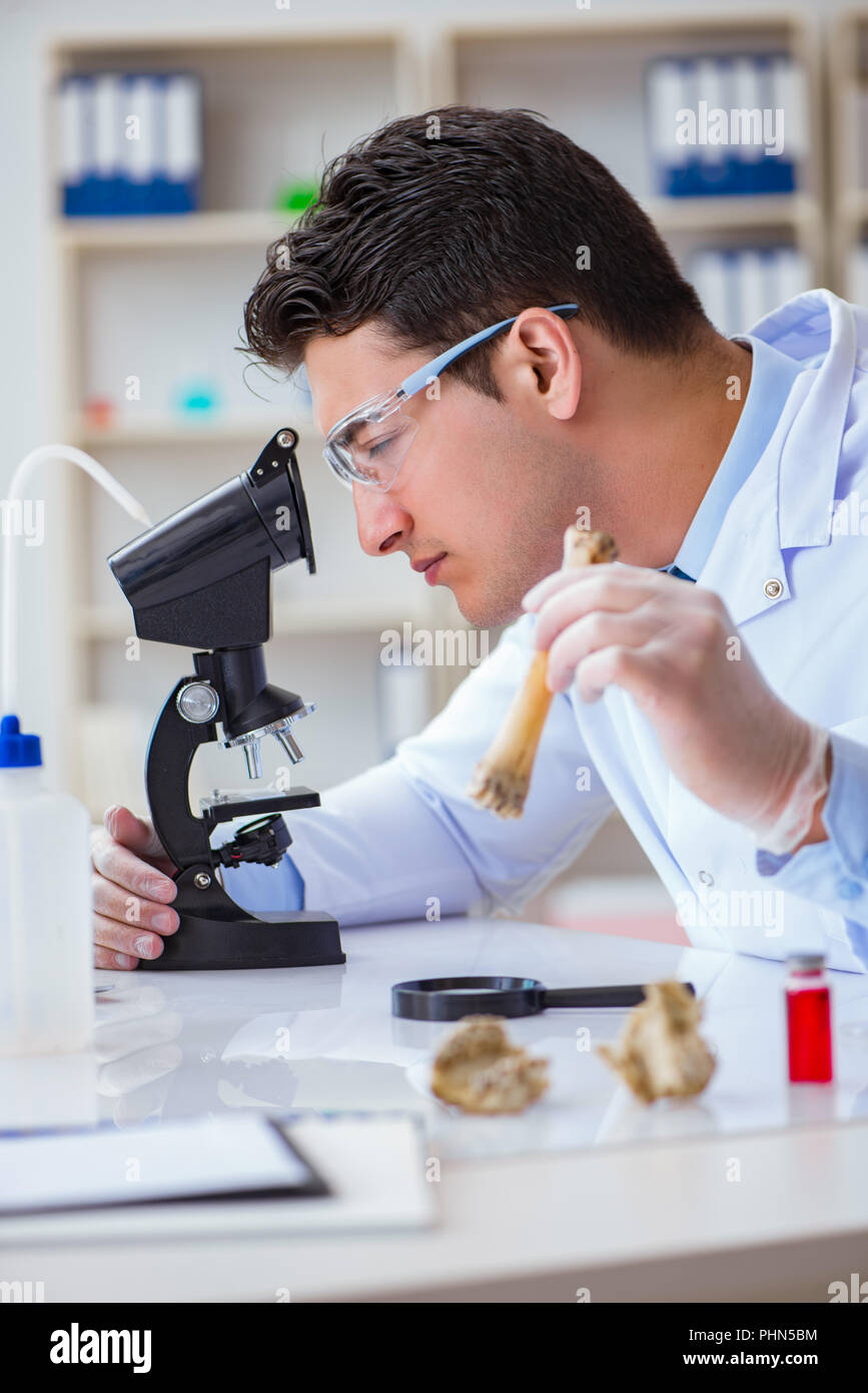 Paleontologist looking at extinct animal bone Stock Photo - Alamy