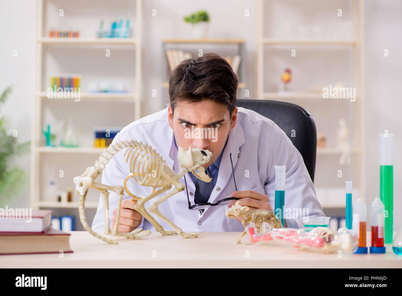Funny scientist with cat skeleton in lab clinic Stock Photo - Alamy