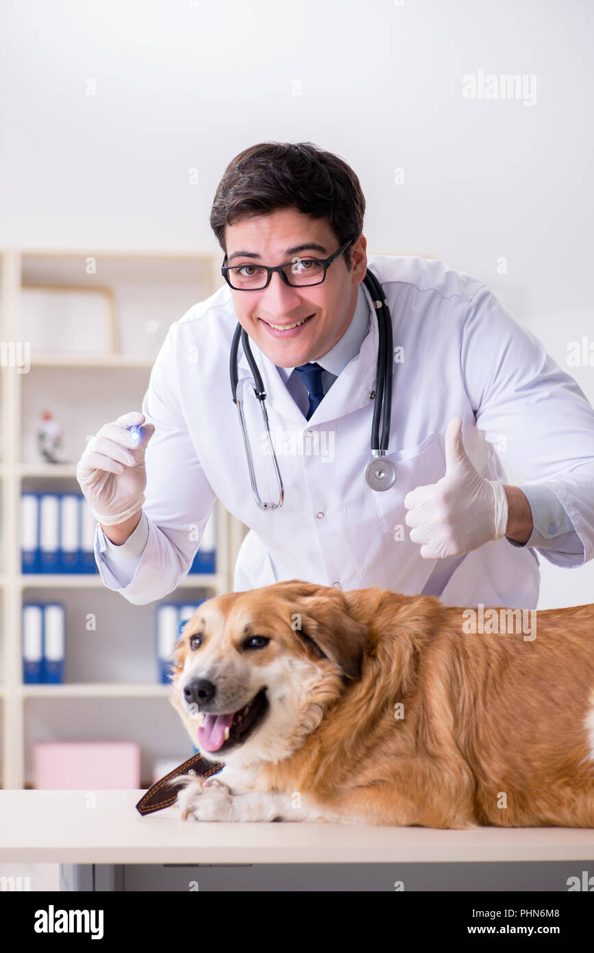 Doctor examining golden retriever dog in vet clinic Stock Photo - Alamy