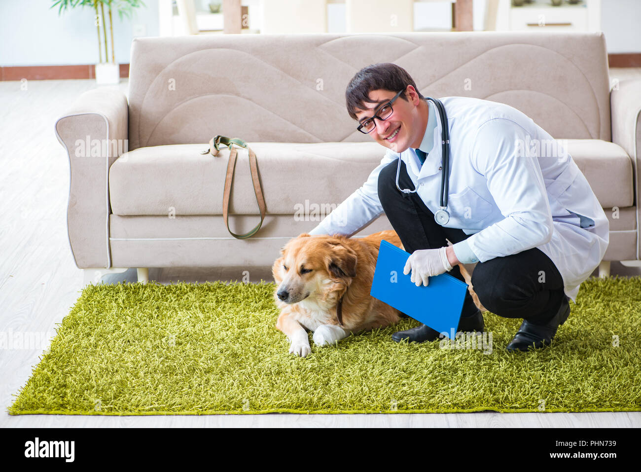 Vet doctor examining golden retriever dog at home visit Stock Photo - Alamy