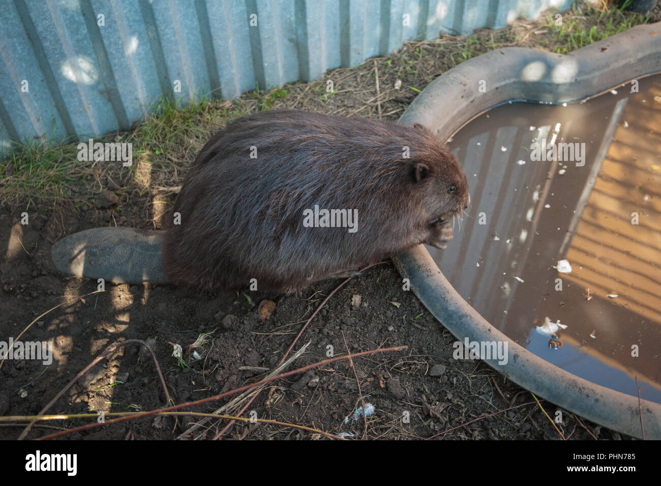 American beaver kit hi-res stock photography and images - Alamy