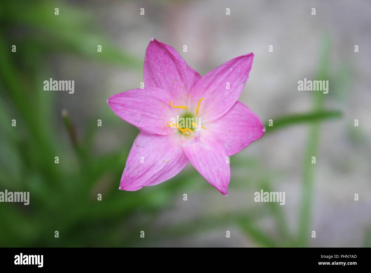 White rain lily hi-res stock photography and images - Alamy