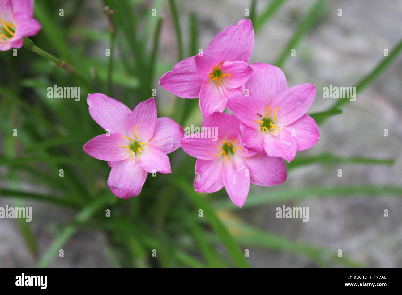Rain lily leaves hi-res stock photography and images - Alamy