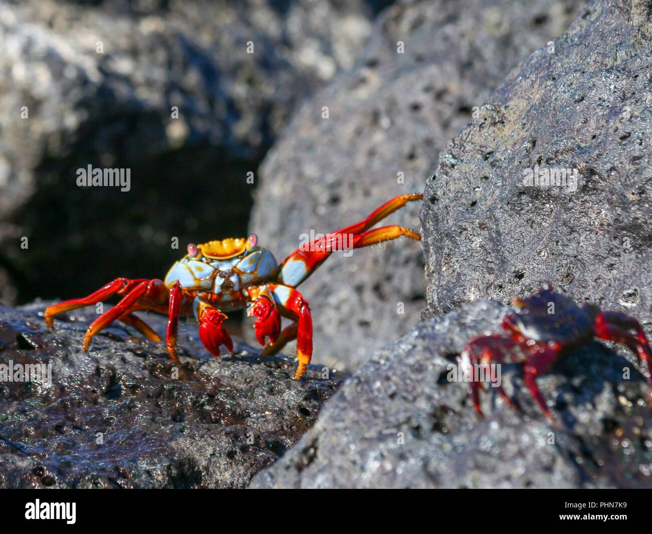 Sally crabs on the lava rocks on San Cristobal Island, Ecuador Stock ...