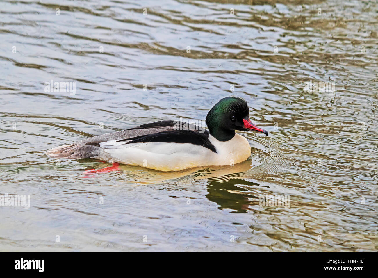 Male goosander hi-res stock photography and images - Alamy