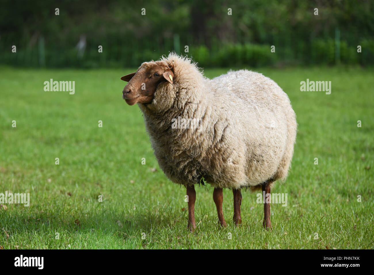 Fox sheep hi-res stock photography and images - Alamy