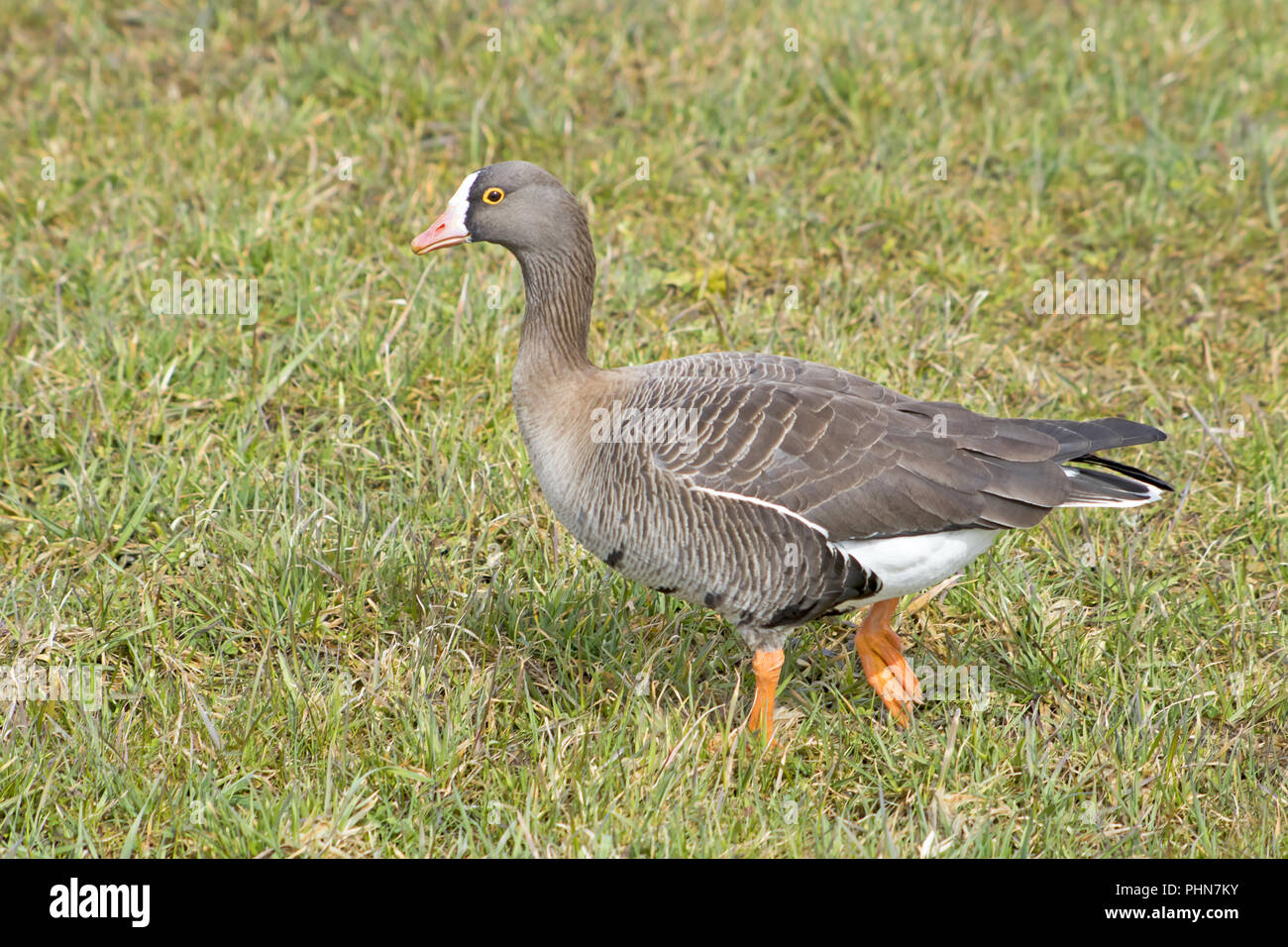 Lesser White-fronted Goose 'Anser erythropus' Stock Photo - Alamy