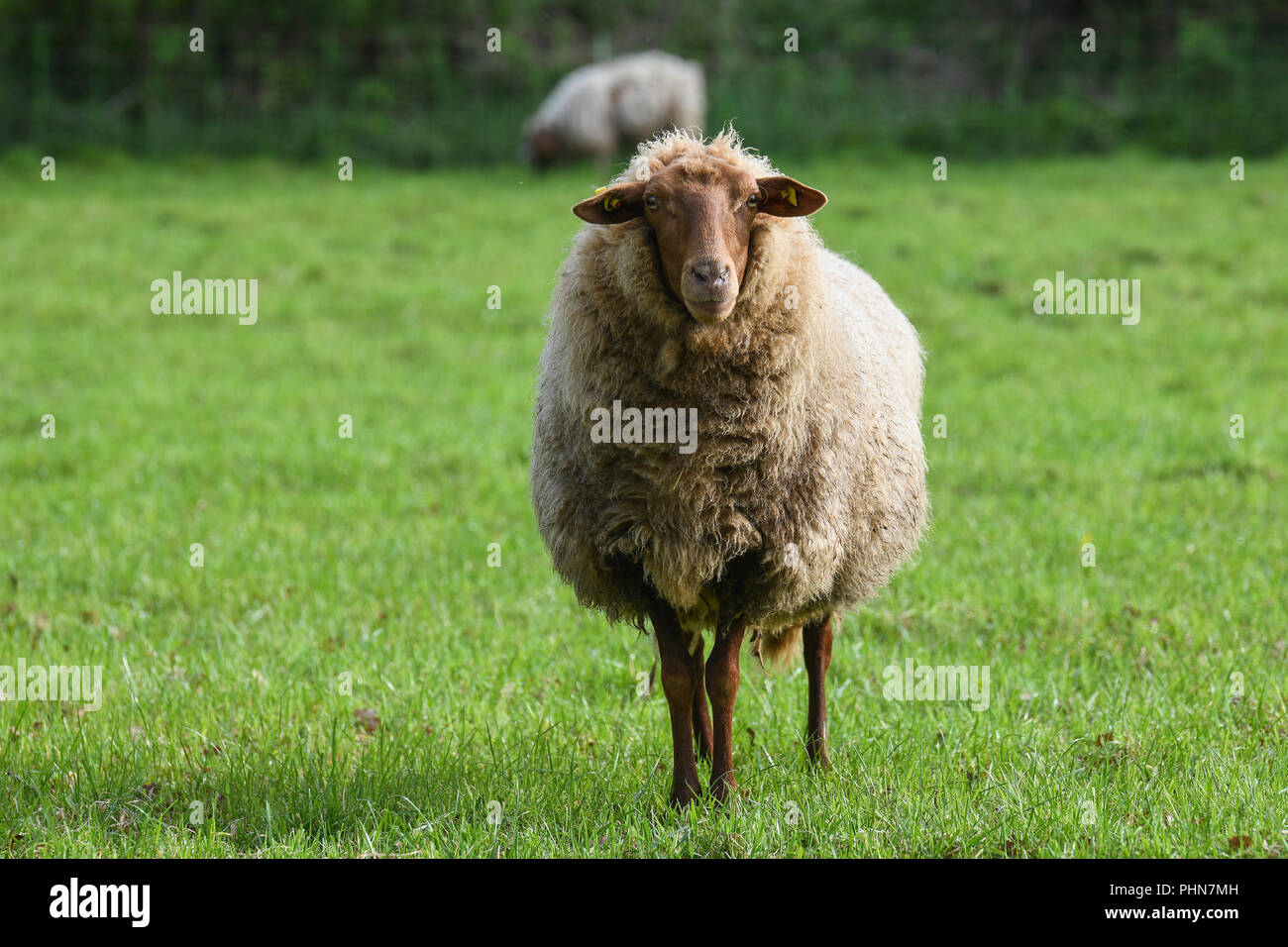 Fox sheep hi-res stock photography and images - Alamy
