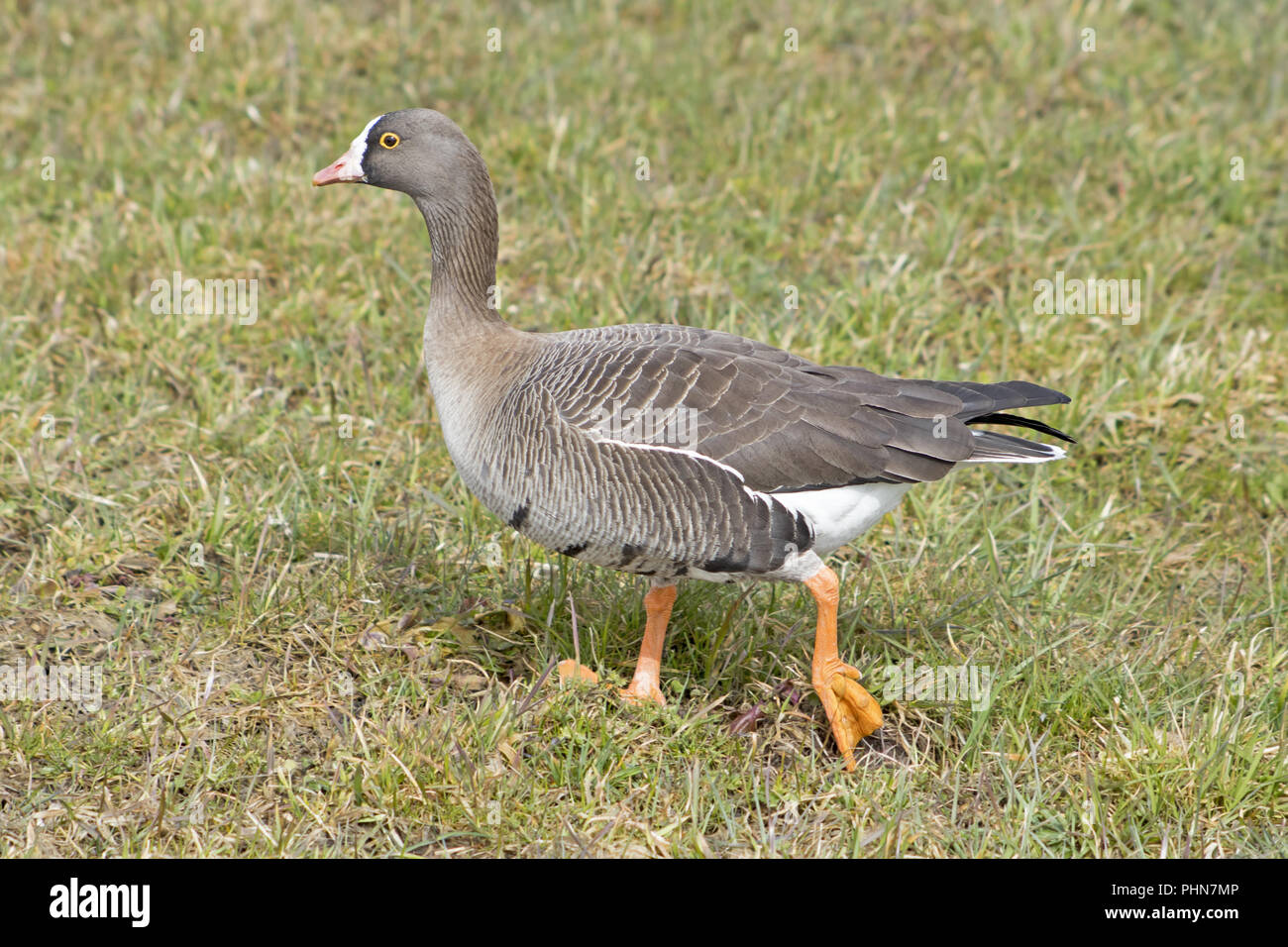 Lesser White-fronted Goose 'Anser erythropus' Stock Photo - Alamy