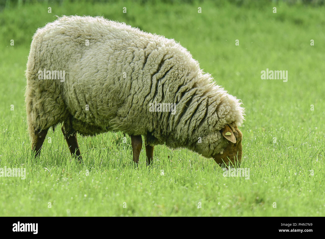 Coburg fox sheep hi-res stock photography and images - Alamy
