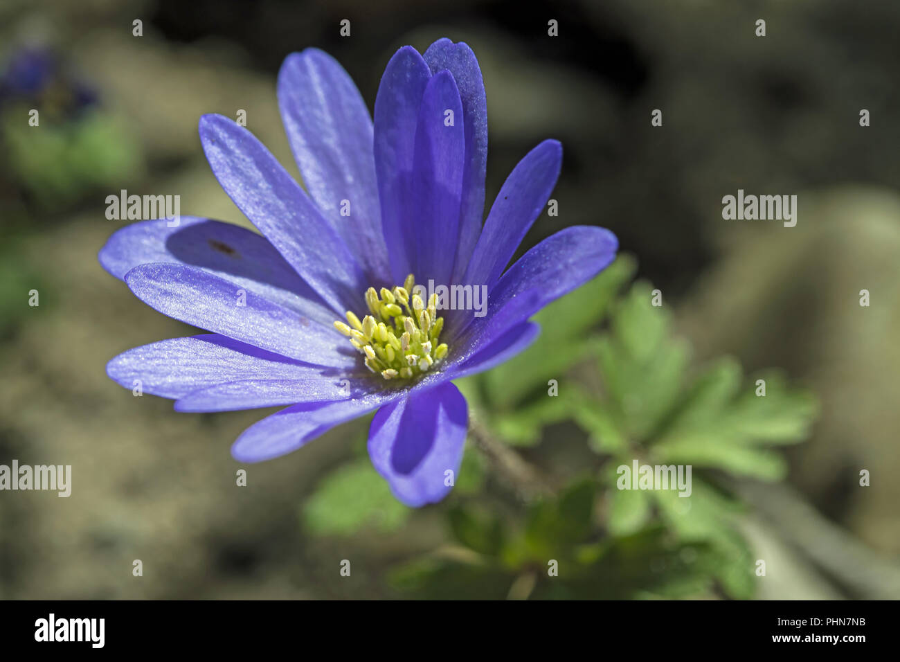 Blue anemone hi-res stock photography and images - Alamy