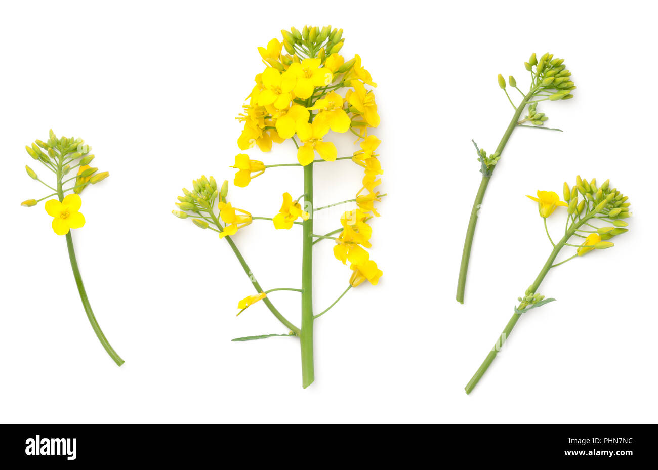 Rapeseed Flowers Isolated on White Background Stock Photo - Alamy