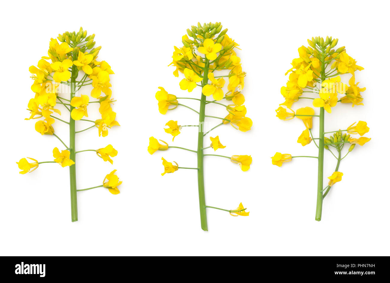Rapeseed Flowers Isolated on White Background Stock Photo - Alamy