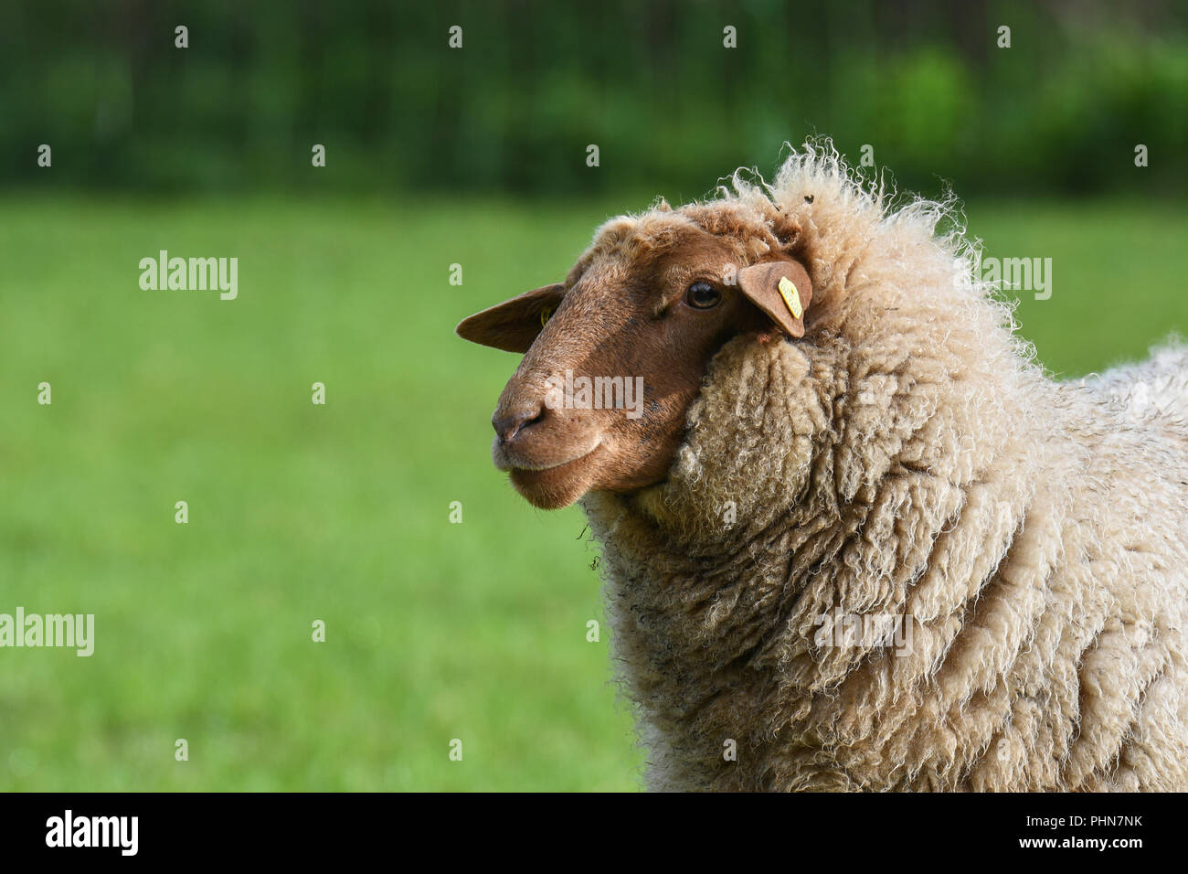 Coburg fox sheep Stock Photo - Alamy
