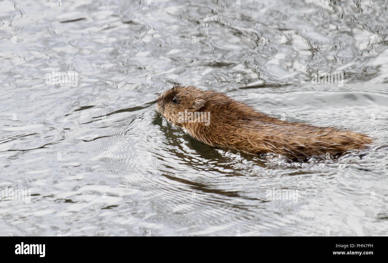 Dwarf beaver hi-res stock photography and images - Alamy