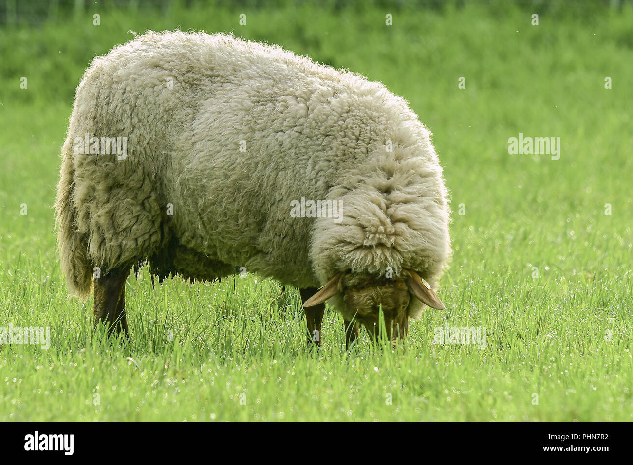 Fox sheep hi-res stock photography and images - Alamy