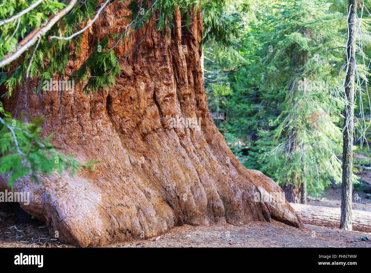 Sequoioideae hi-res stock photography and images - Alamy