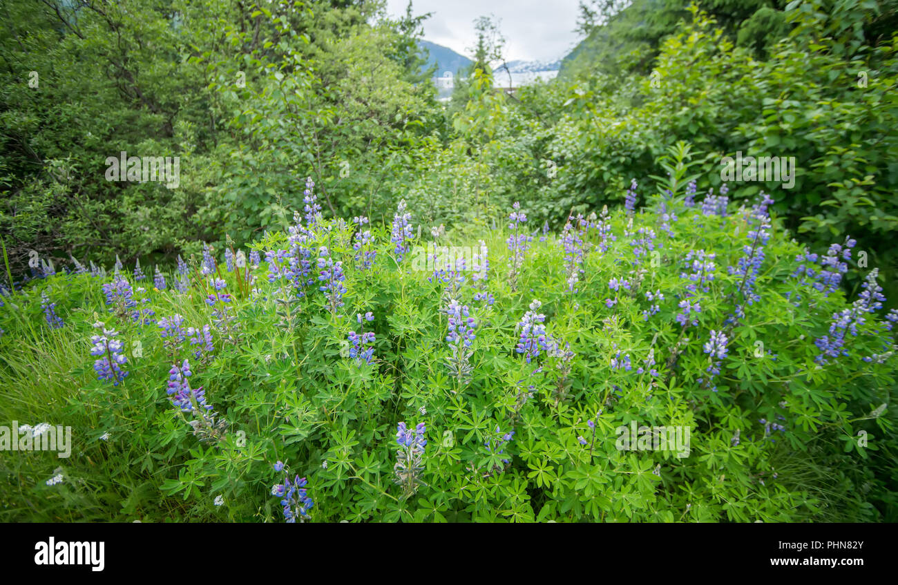Alaska with panhandle hi-res stock photography and images - Alamy
