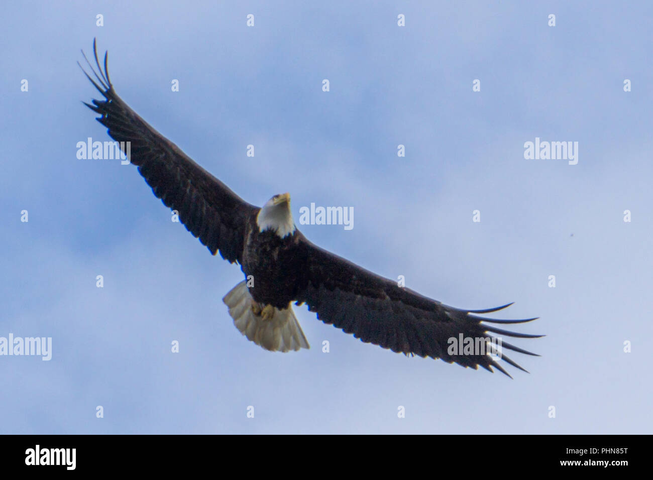 Bald eagle flying in air hi-res stock photography and images - Alamy