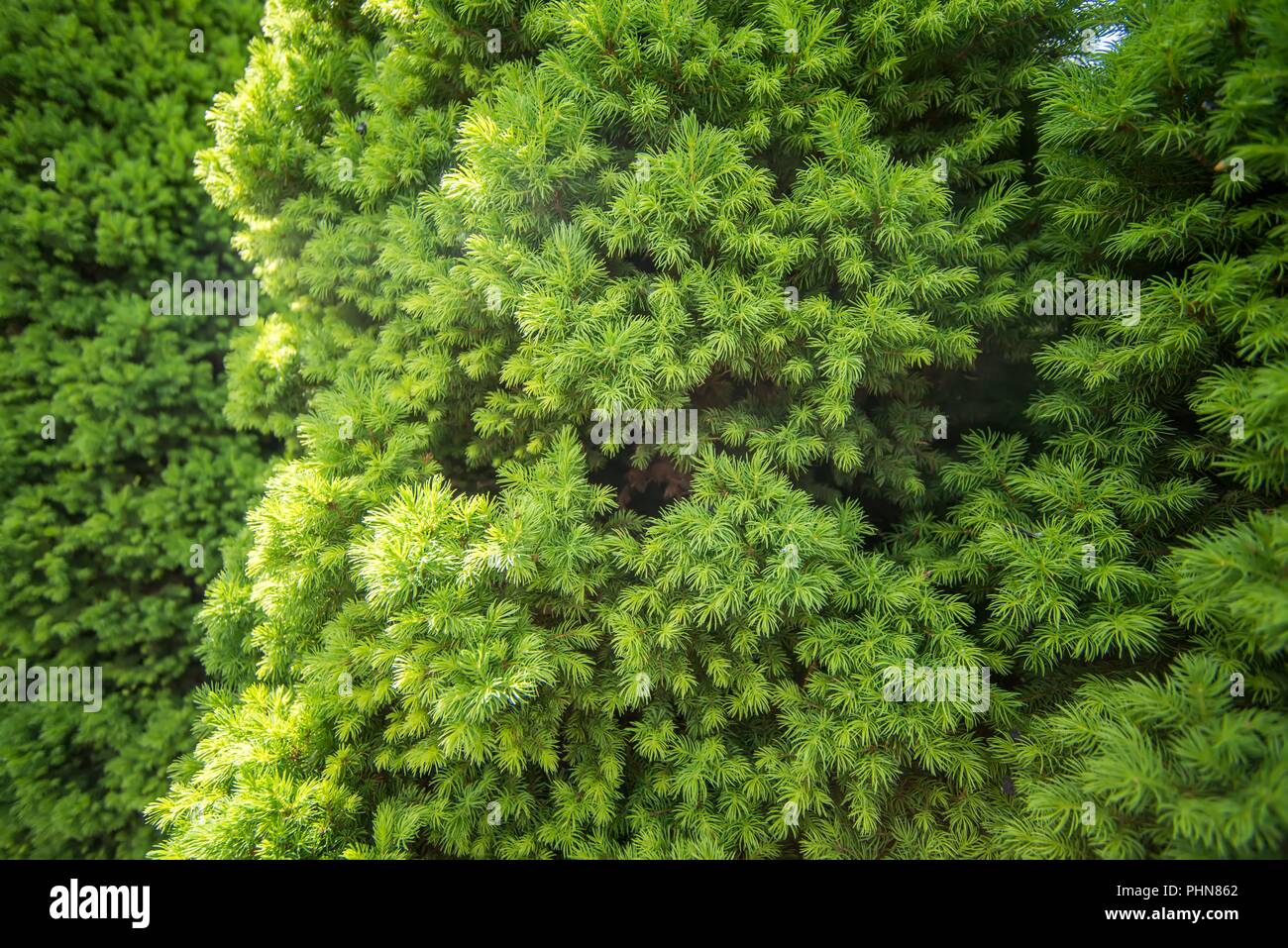 northern landscape and nature in alaska panhandle Stock Photo - Alamy