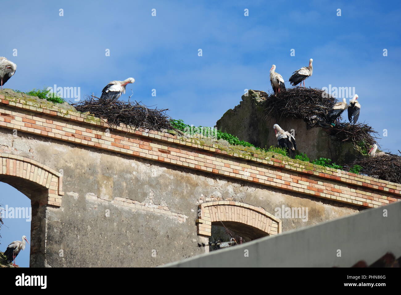 Stork house hi-res stock photography and images - Alamy