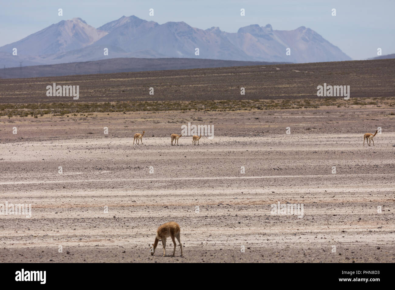 Vikunja hi-res stock photography and images - Alamy